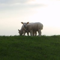 Ted Geier | Literature, Film, Eco, Animals